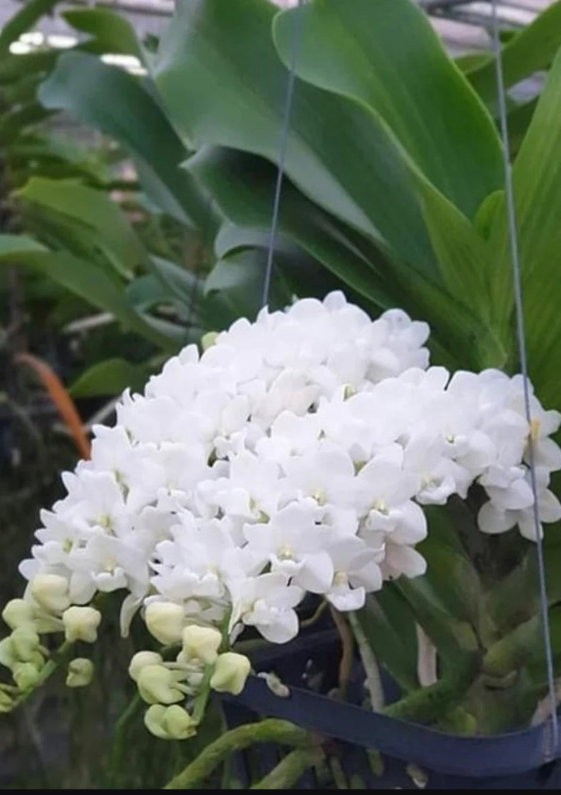 Foxtail Rhynchostylis gigantea var. alba - Moonlight Mile Orchids and More