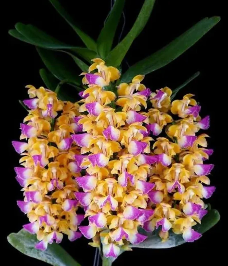Aerides houlletiana Fragrant - Moonlight Mile Orchids and More